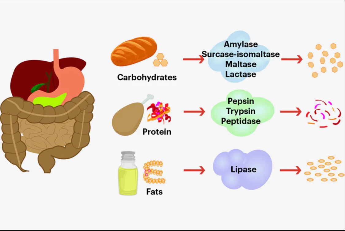 What is the magic of enzymes in the human body? - APH Pharma Limited